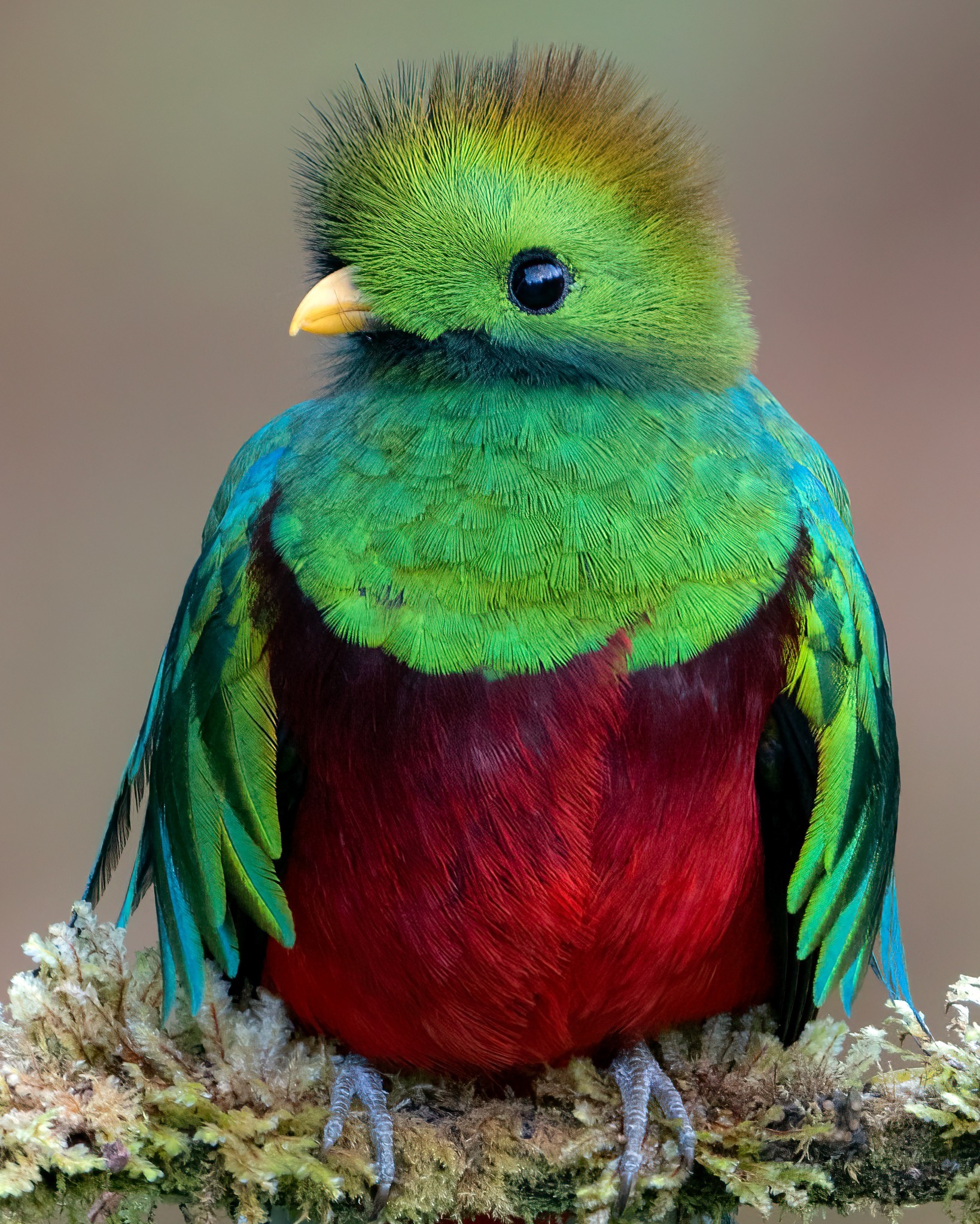Quetzal – AvesTikas