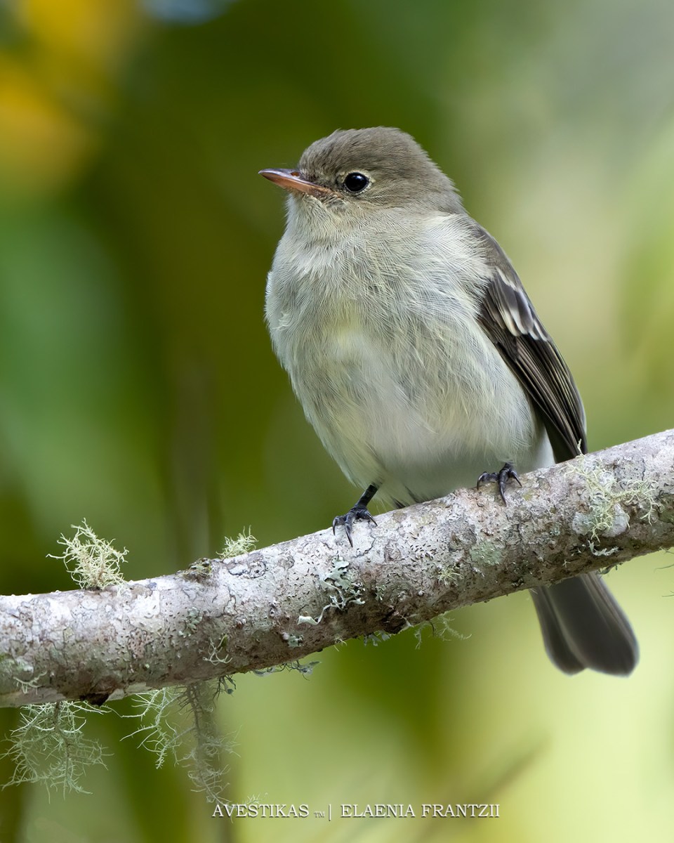 Elainia Montañera – AvesTikas