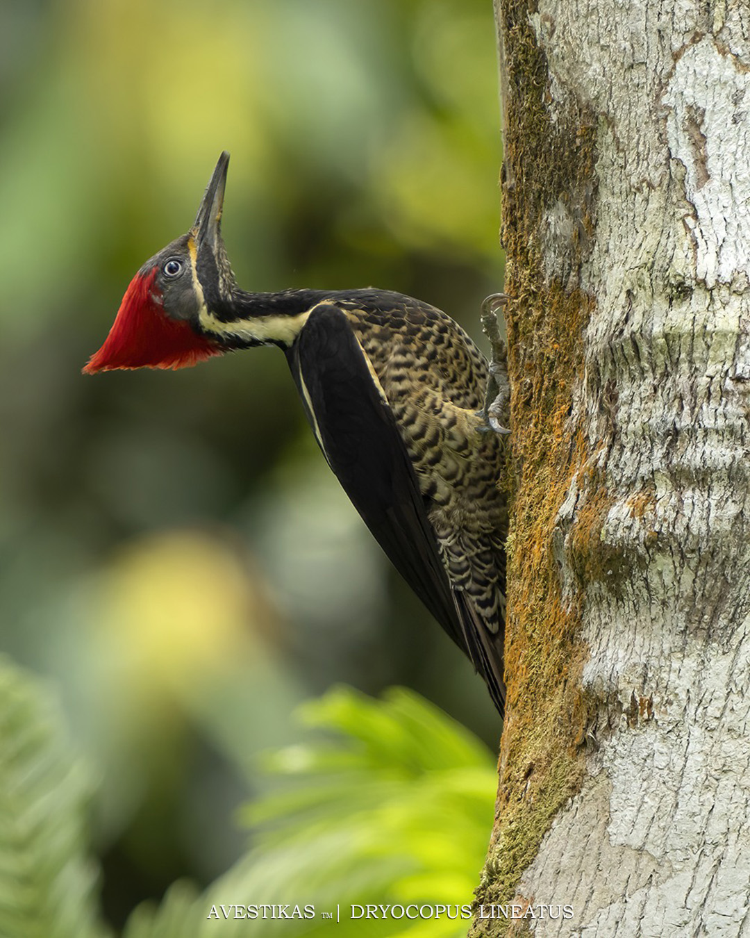 Carpintero Lineado – AvesTikas