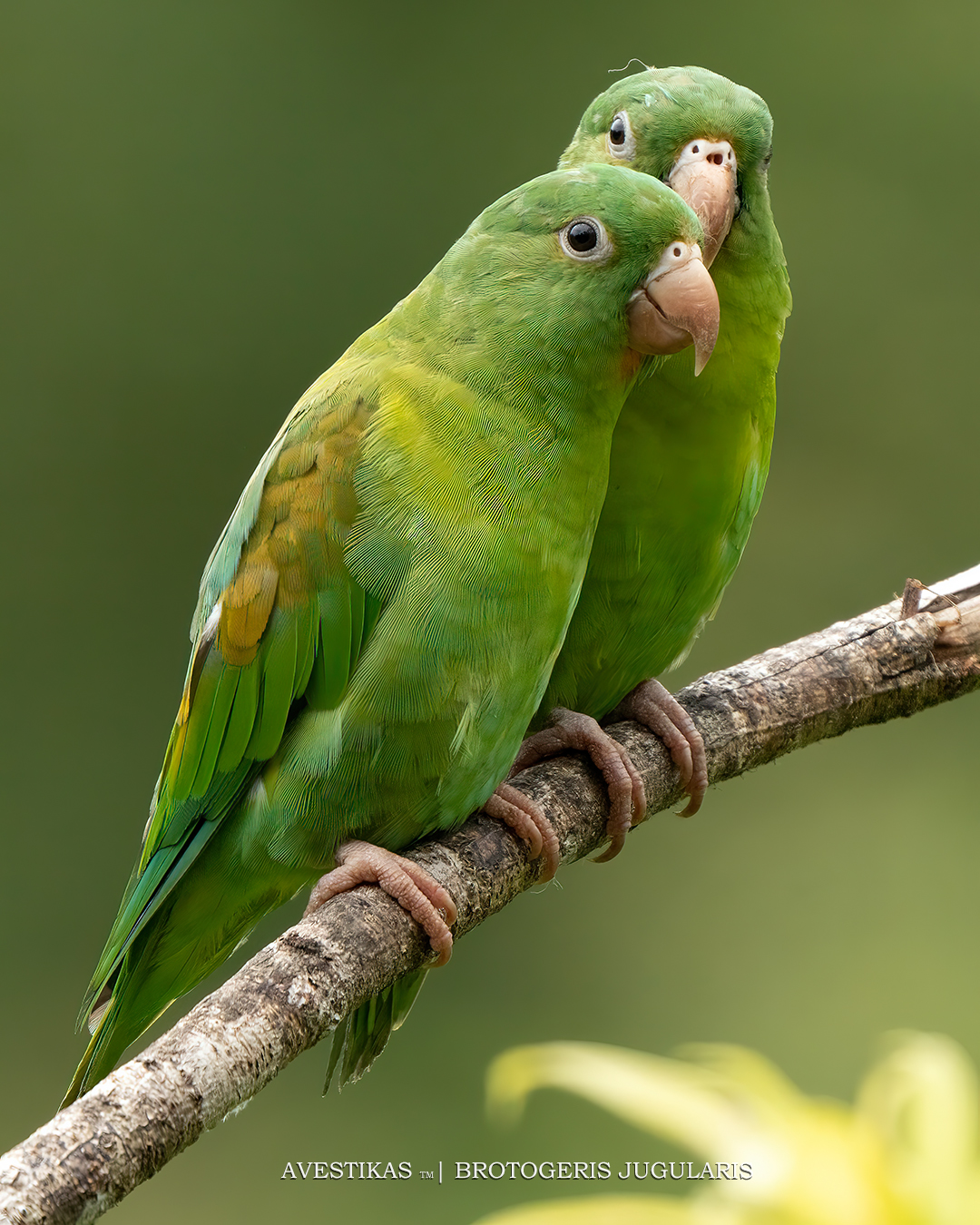 Periquito Barbinaranja – AvesTikas