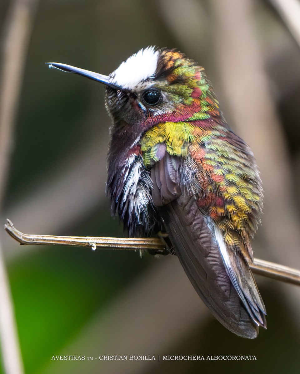 Colibrí Copete de Nieve – AvesTikas